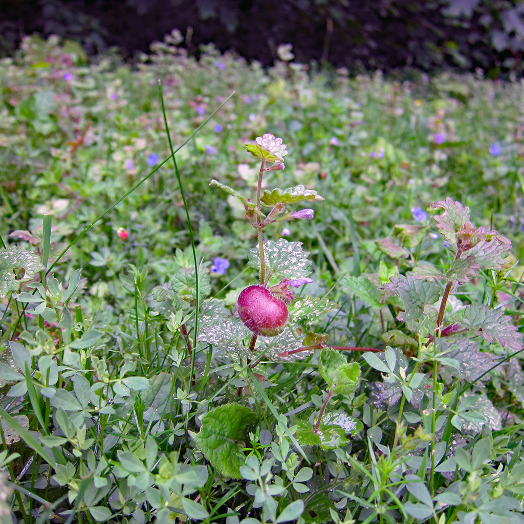Toll Wood - Flora species