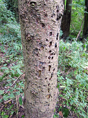 Toll Wood - Pinus sylvestris - Scots Pine (dead)