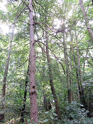 Toll Wood - Pinus sylvestris - Scots Pine (dead)